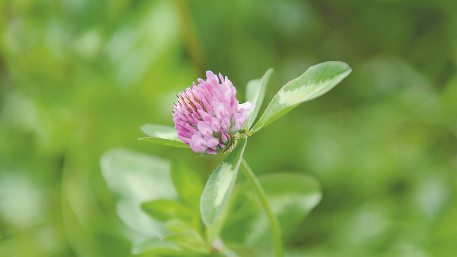 Red clover silage bolsters beef finishing diets - Farmers Weekly