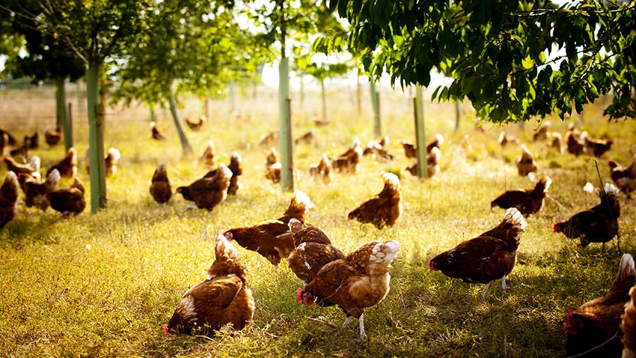 How to plant trees to benefit free-range poultry farms - Farmers Weekly
