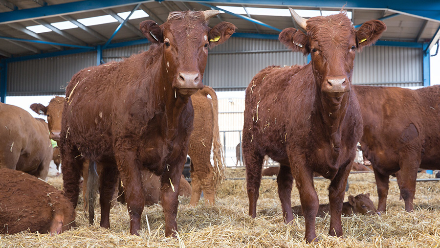Neogen picked for beef herd improvement plan - Farmers Weekly