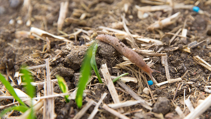 Big buffer zones agreed to keep key slug pellets on farm - Farmers Weekly