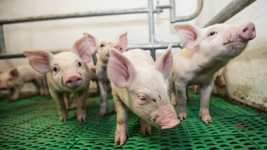 Manure-spreading regulation changes cut Danish pig feed bills - Farmers ...