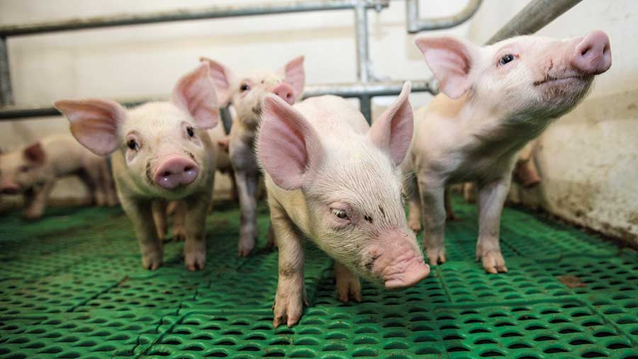 10 Danish loose farrowing pens compared - Farmers Weekly