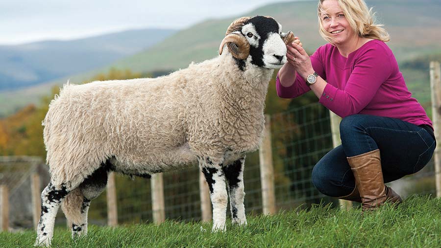 £92,000 bid for a ‘lovely’ Swaledale tup at Hawes - Farmers Weekly