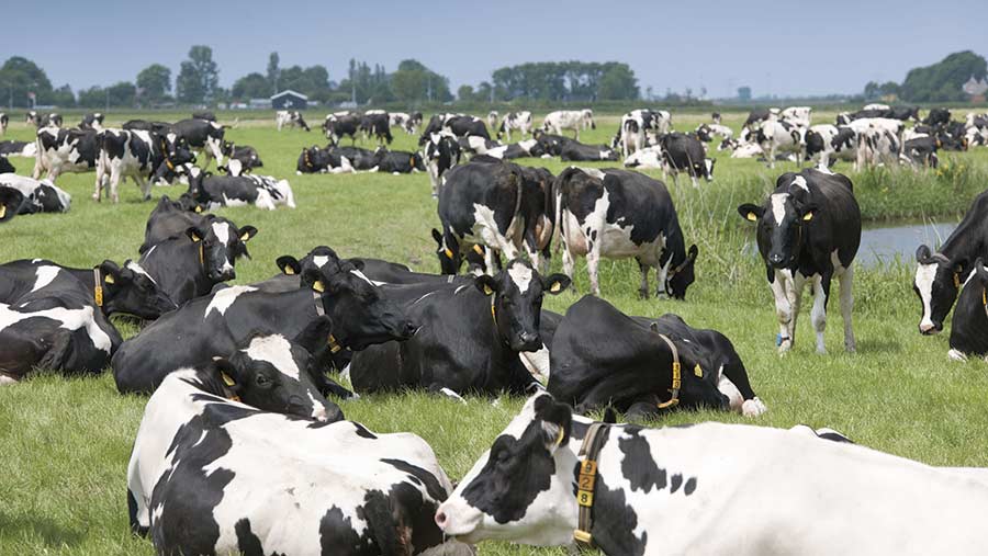 Dutch dairy’s radical plan to prevent mass culling of cows - Farmers Weekly