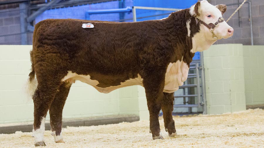 Hereford heifer sale breaks breed record at 8,500gns - Farmers Weekly