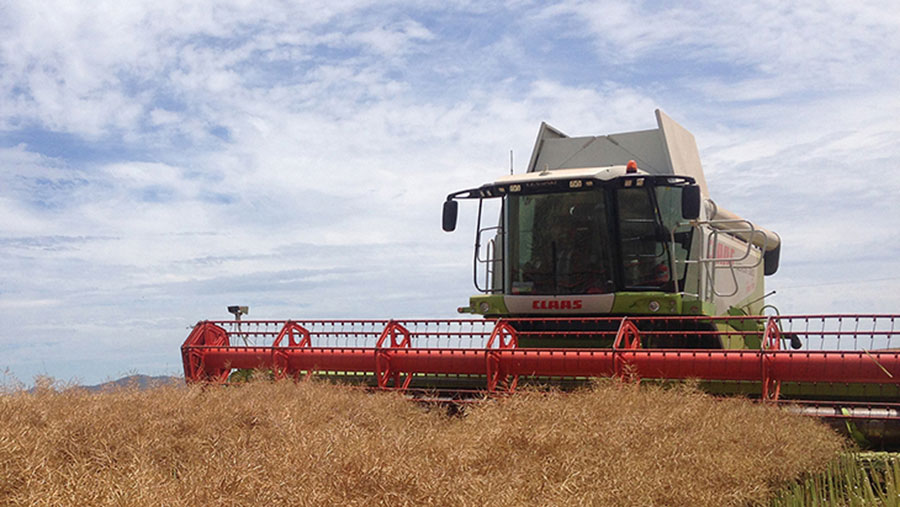 Tasmanian grower sets Australian rapeseed yield record - Farmers Weekly