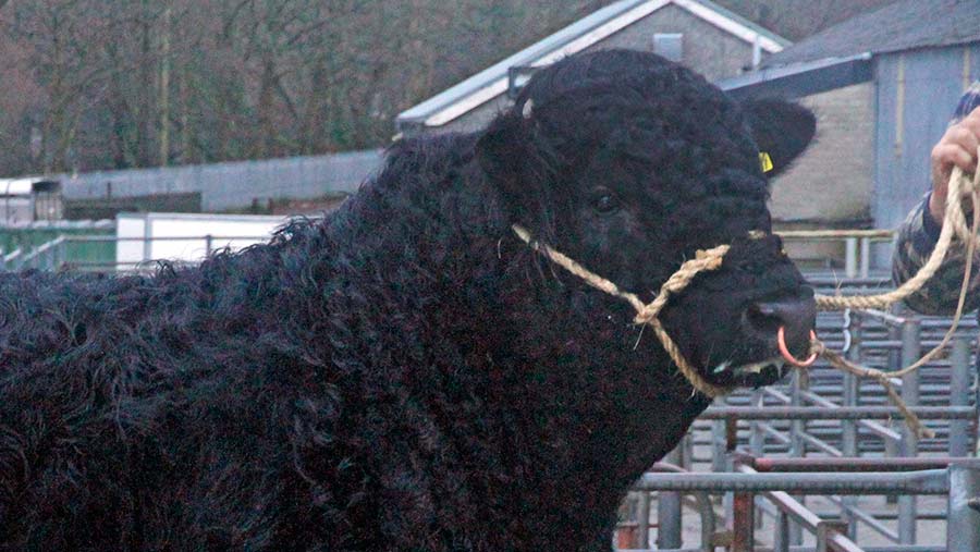 Welsh Blacks top trade at 16,000gns - Farmers Weekly