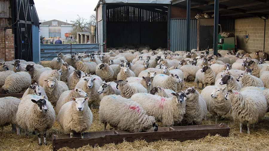 Vet Viewpoint: Check ewe condition in run-up to lambing - Farmers Weekly