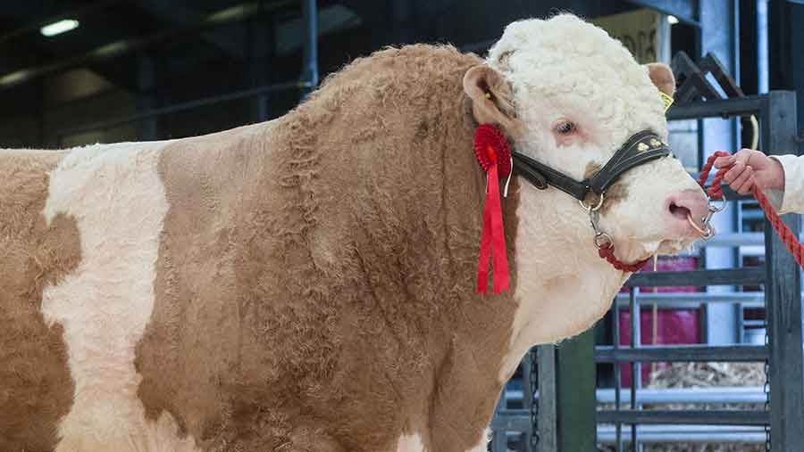 Simmental top Newark English Sale at 7,500gns - Farmers Weekly