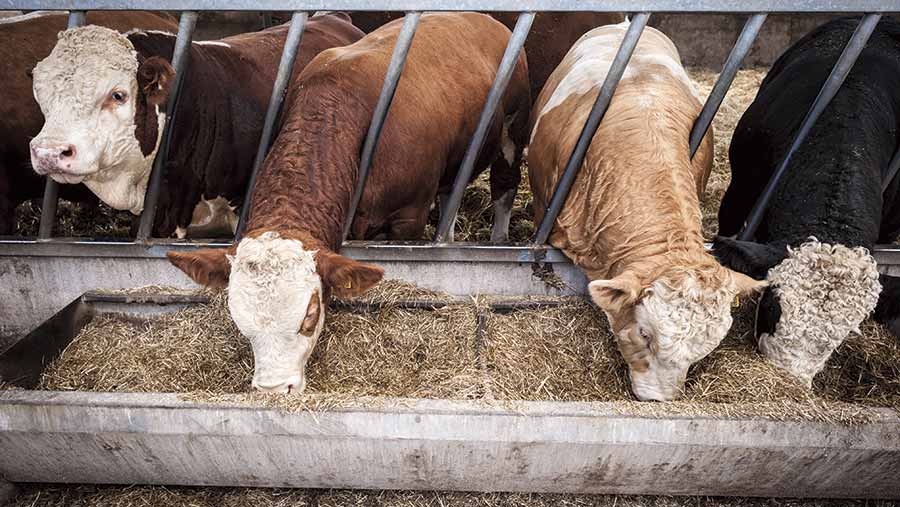 Three-stage approach helps meet beef specifications - Farmers Weekly