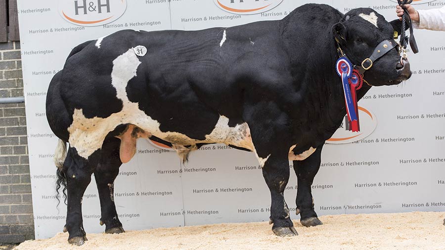 Taking Stock: British Blue bull smashes breed record at 24,000gns ...