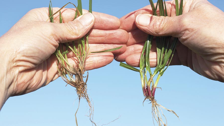 Guide to spotting grassweeds and assessing pasture for reseed ...