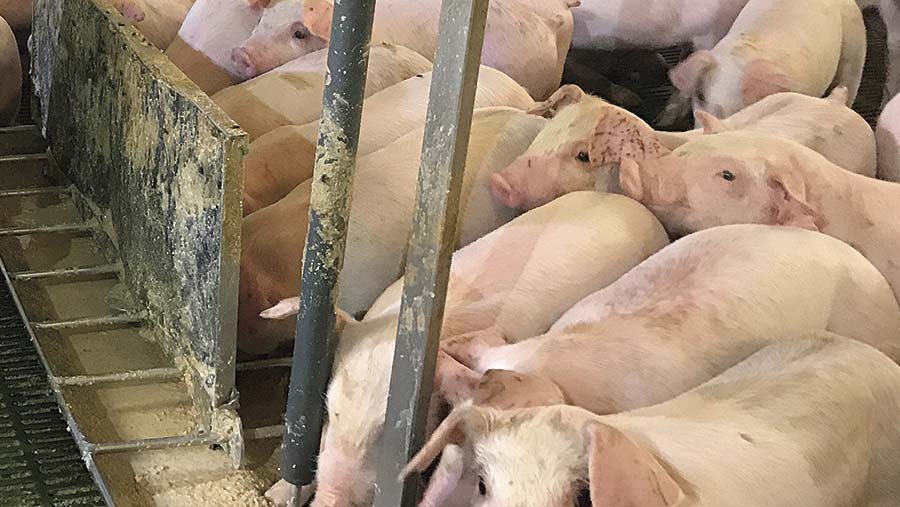 Liquid feeding weaners improves pig finishing performance - Farmers Weekly