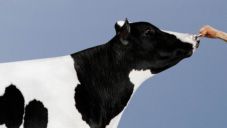 Top 10 bulls from the new August bull proof run - Farmers Weekly