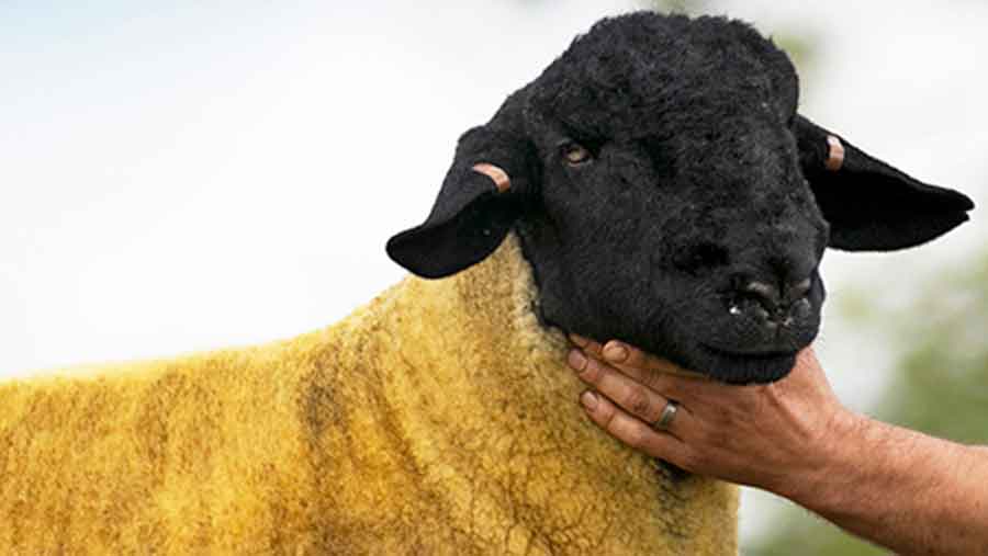 Six Suffolks hit five figures at Stirling - Farmers Weekly