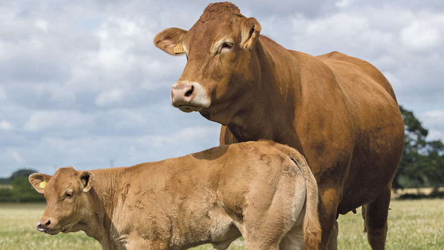 Redland herd tops breeder’s sale at 15,000gns - Farmers Weekly