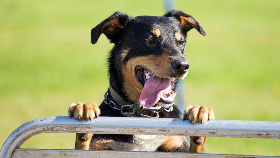 7 fantastic farm dogs to follow on Instagram - Farmers Weekly