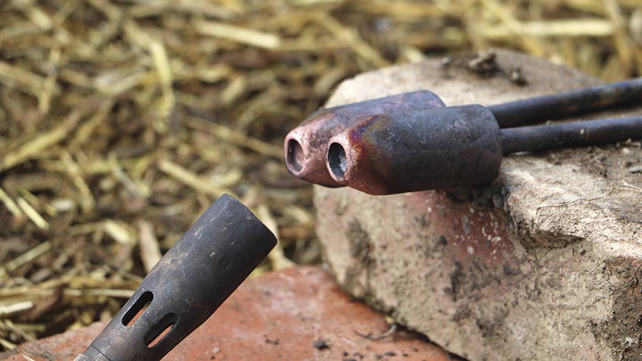 Video: Step-by-step guide to disbudding calves - Farmers Weekly