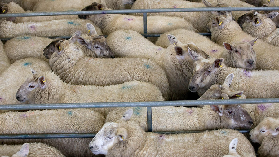 'Assess economics of heavy lamb production carefully' - Farmers Weekly