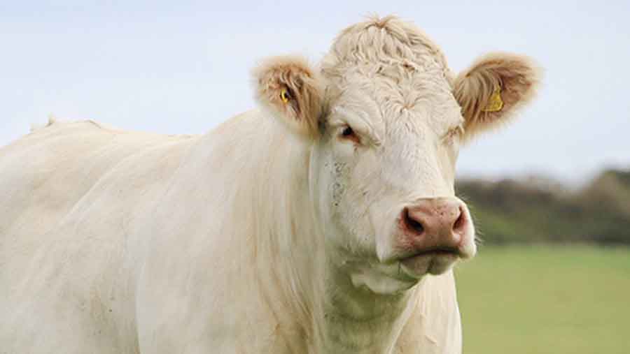 Outfits set record breed average at Balbithan dispersal - Farmers Weekly