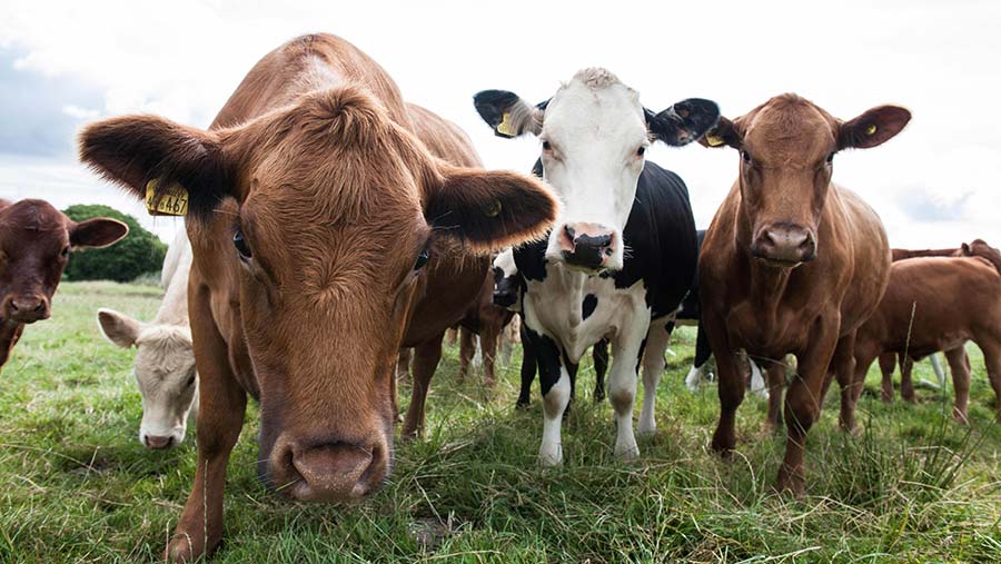 Selecting cattle can reduce methane production - Farmers Weekly