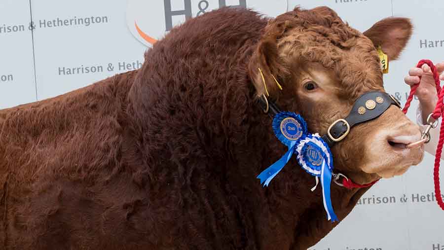 Ampertaine Magnum leads Carlisle Limousin sale to 70,000gns - Farmers ...