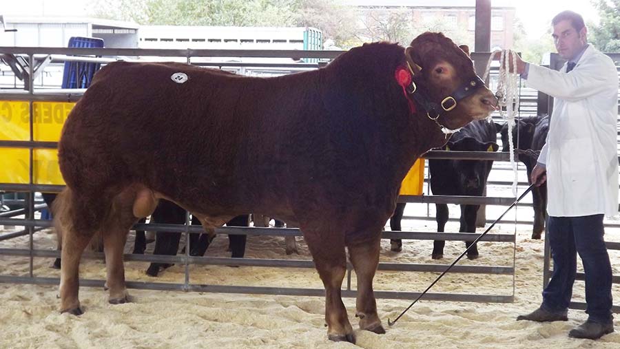 Top Limousin makes 7,000gns at Newark - Farmers Weekly