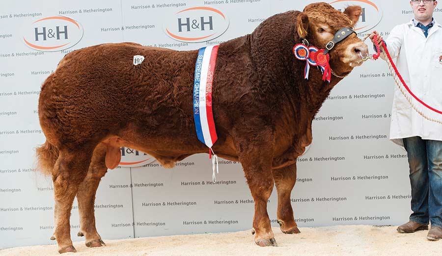 5 of the most expensive UK bulls - Farmers Weekly