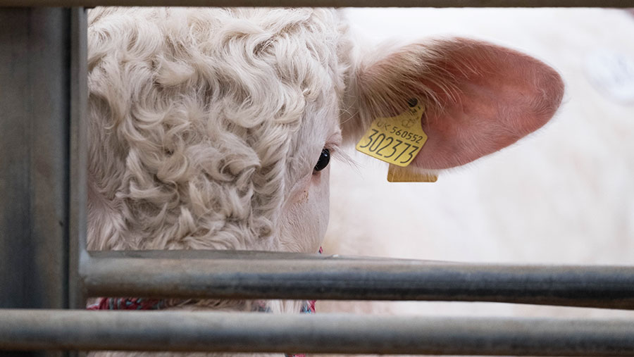 Video: Highlights from another record-breaking Stirling bull sales ...