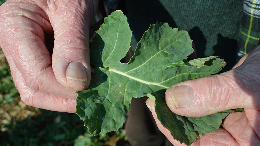Key oilseed rape disease light leaf spot spreads west - Farmers Weekly