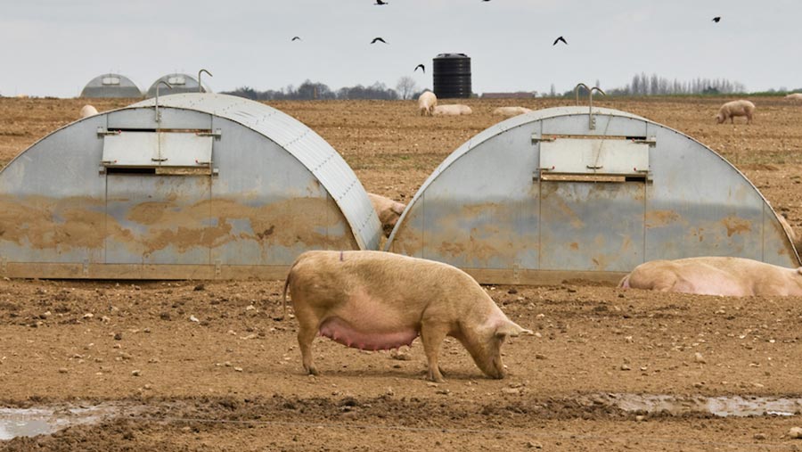10 ways to cut water pollution on an outdoor pig unit - Farmers Weekly