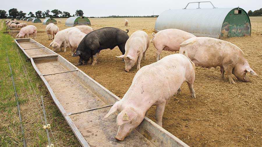 Outlook 2018: Pig producers must reinvest good returns - Farmers Weekly