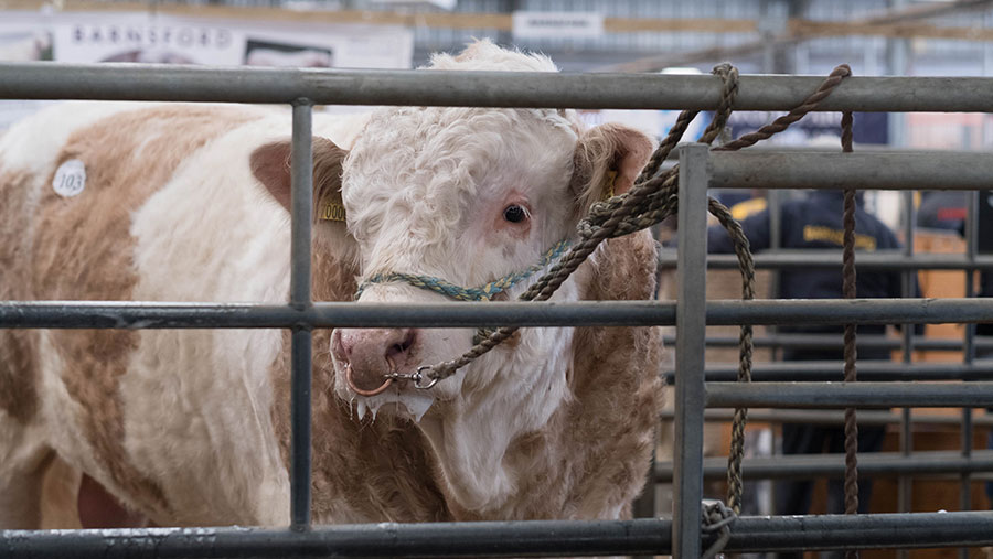 6 snaps from a very mixed Stirling bull sales - Farmers Weekly