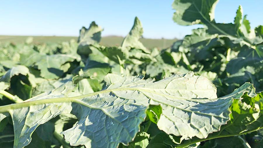 Video: How to manage forward rapeseed crops - Farmers Weekly