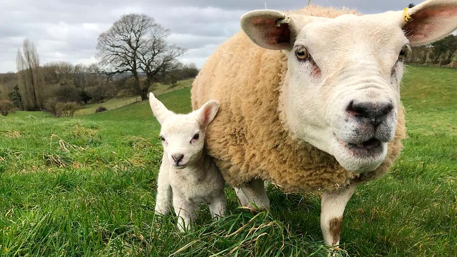 8 of our favourite lambing photos so far - Farmers Weekly