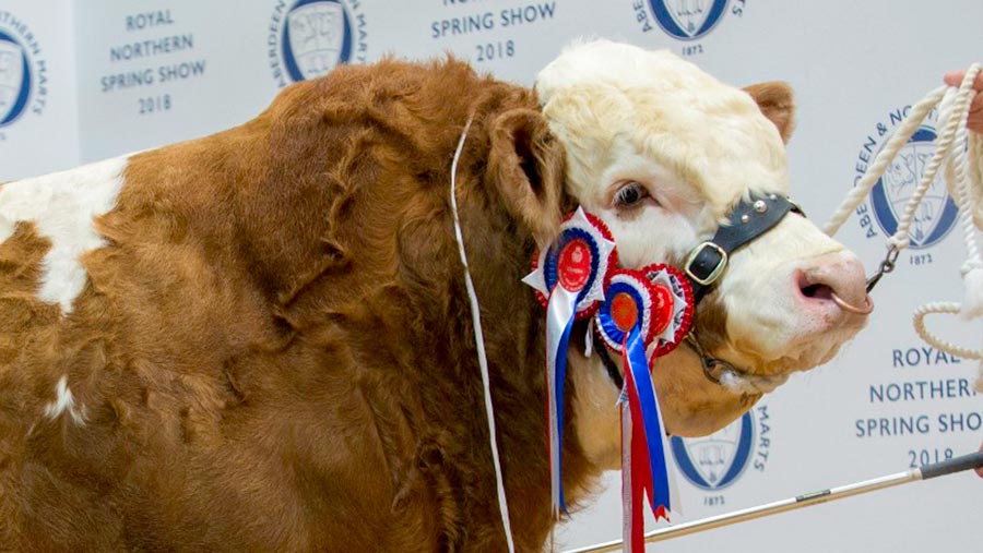 Simmental bull sets new Thainstone record despite snow - Farmers Weekly