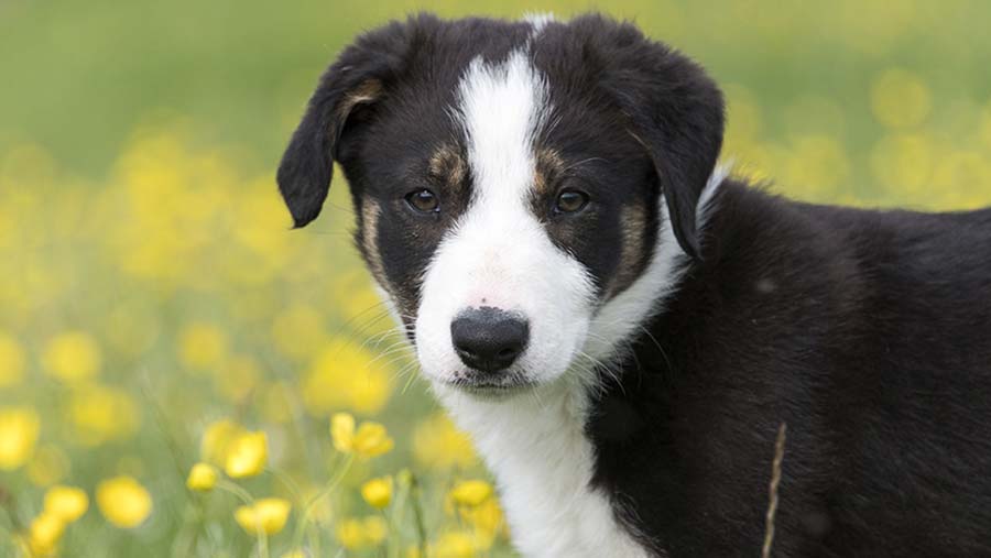 100 Most Popular Sheepdog Names Revealed Farmers Weekly 100 Most Popular Sheepdog Names Revealed Farmers Weekly