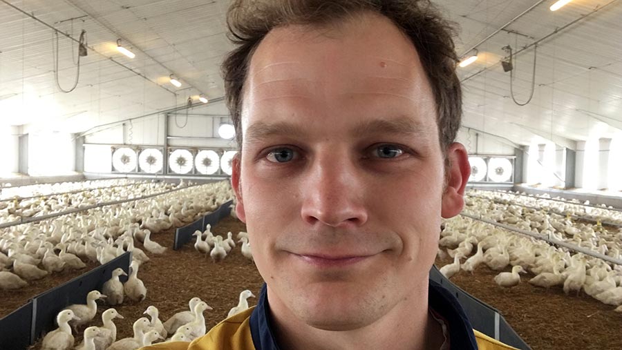 Will's Way: The challenges of looking after 49,000 ducks - Farmers Weekly