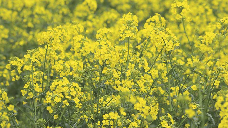OSR Masters: Oilseed rape growers focus on costs and yields for next ...