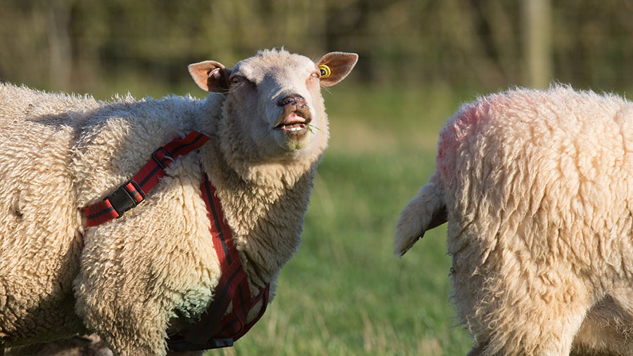 Subsidised test available for ewe abortions - Farmers Weekly