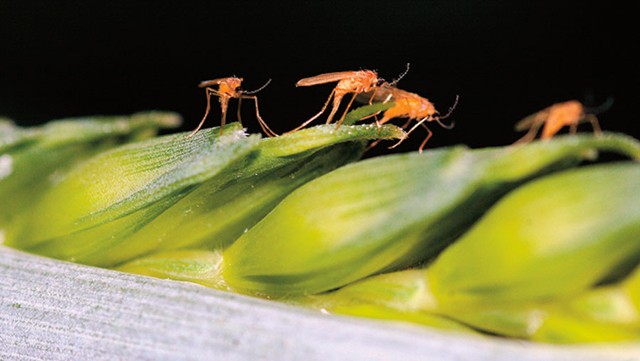 Rise in midges prompts warning to monitor wheat crops - Farmers Weekly