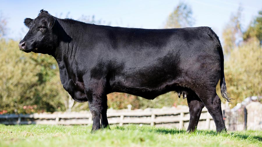 Angus outfit claims South West record of £6,510 - Farmers Weekly