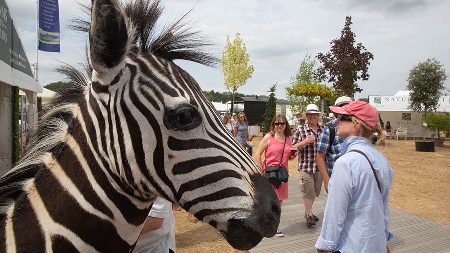 The Game Fair 2018: 60th anniversary photos and highlights - Farmers Weekly
