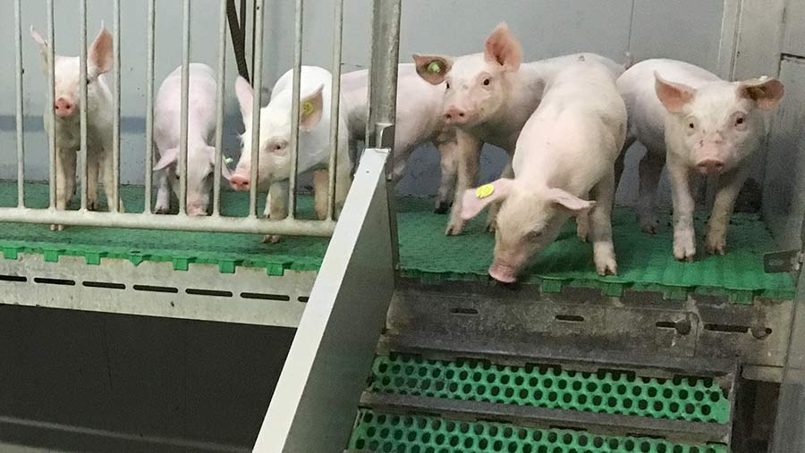 Q&A: Pig housing - balcony systems explained - Farmers Weekly