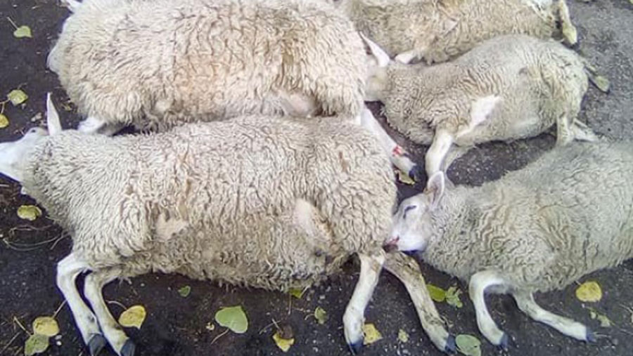 Ten sheep mowed down and killed in ‘senseless’ attack - Farmers Weekly