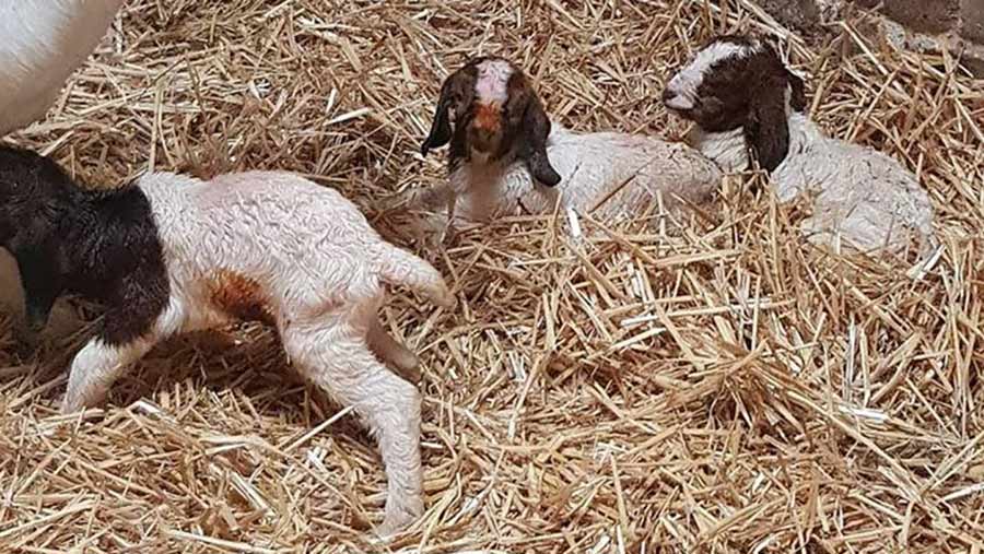 Farmer’s joy after being reunited with stolen goats - Farmers Weekly