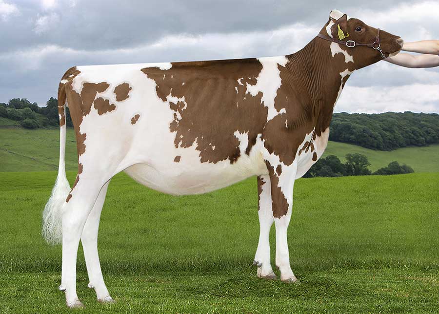Red And White Holstein Cattle Apple Red Makes History: The First Red