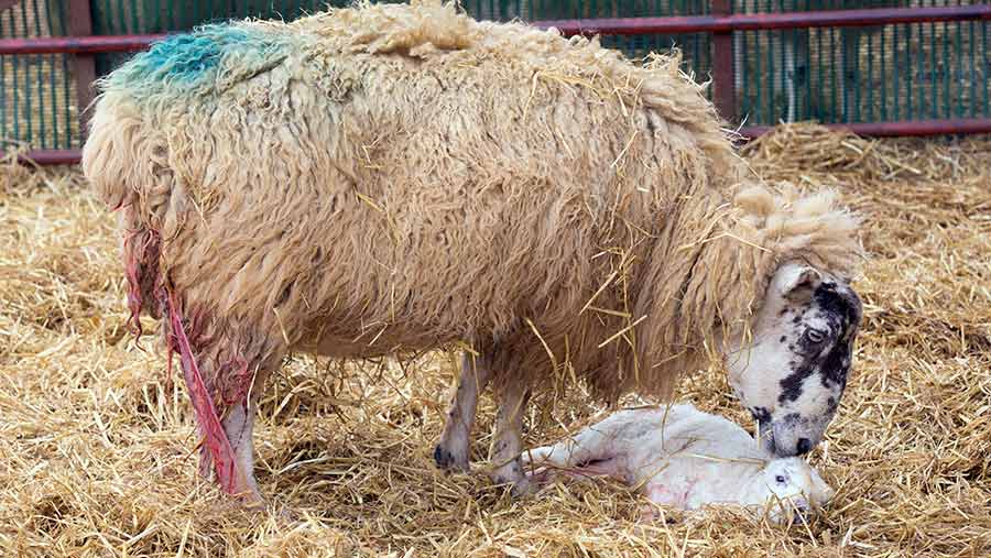 Surge in cases of Schmallenberg impacting lambing - Farmers Weekly