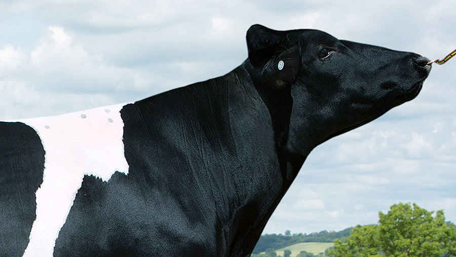 Latest dairy bull proofs feature new runners and riders - Farmers Weekly