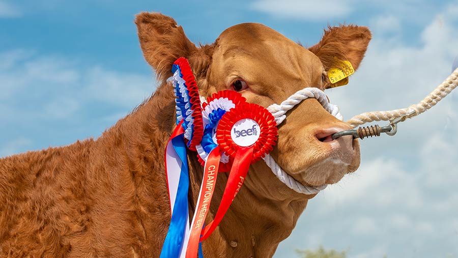 Home-bred Welsh heifer takes Beef Expo crown - Farmers Weekly